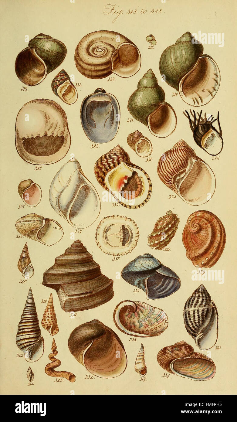 Detailed study of various anatomical features of organisms hi-res stock ...