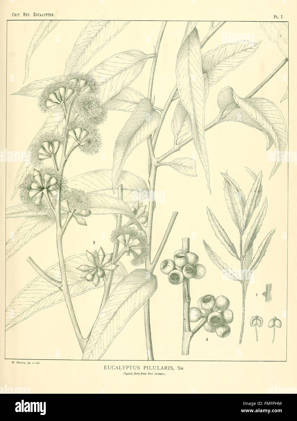 Plate 1 from 'A Critical Revision of the Genus Eucalyptus' presents ...