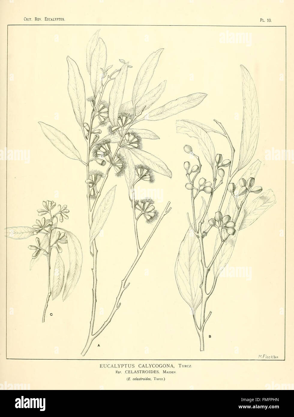 *A Critical Revision of the Genus Eucalyptus* focuses on the ...