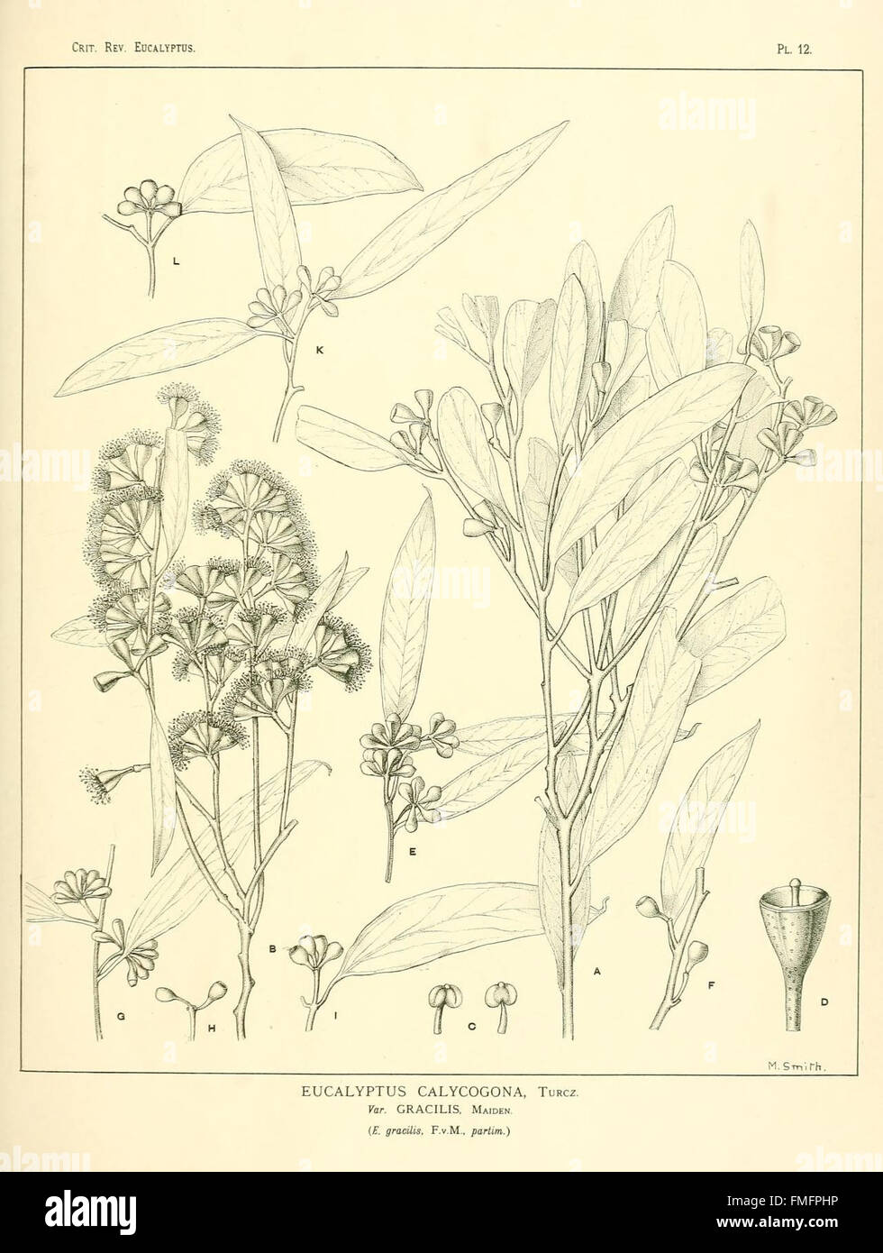 Plate 12 from A Critical Revision of the Genus Eucalyptus illustrates ...