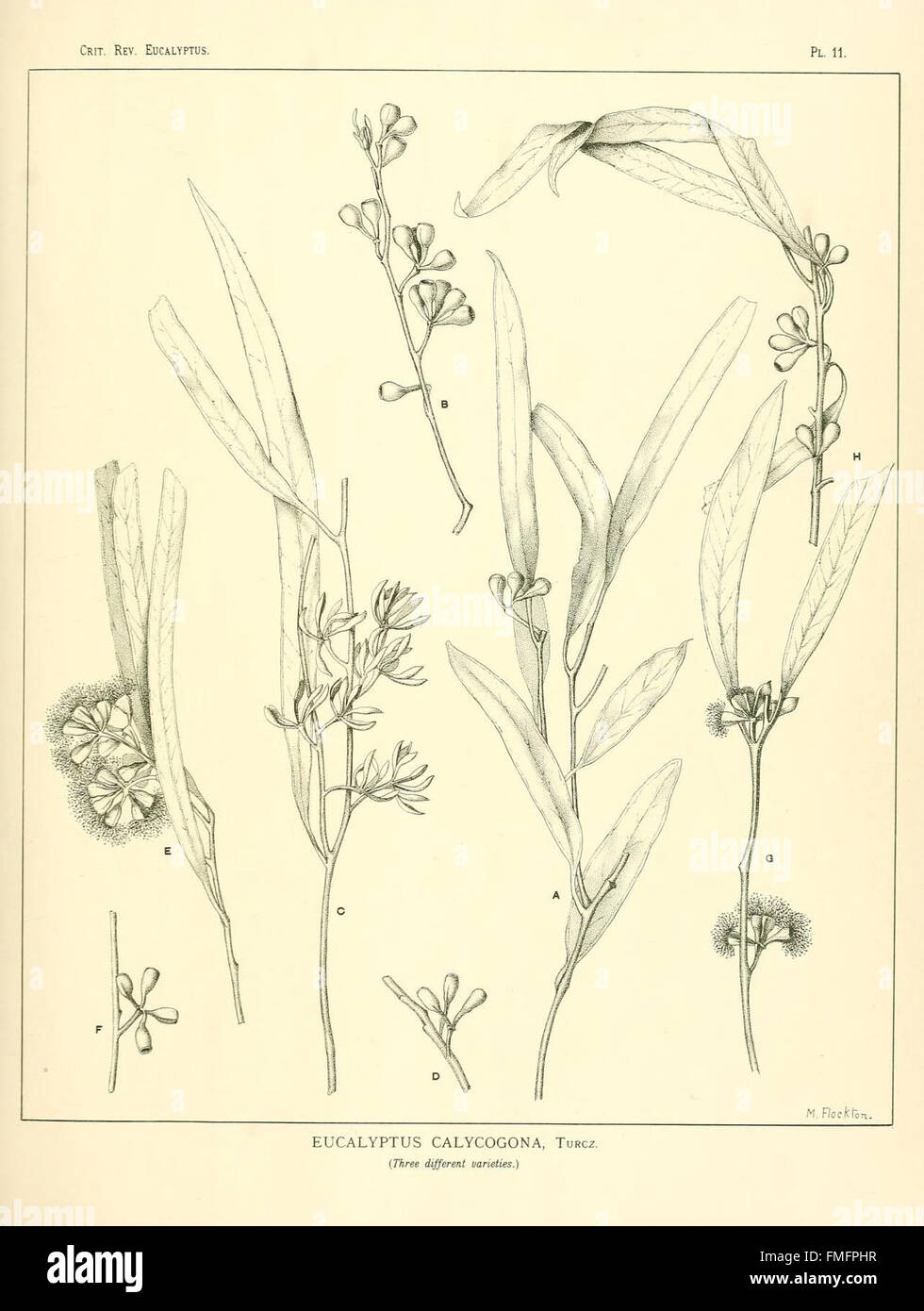 This plate from *A Critical Revision of the Genus Eucalyptus* features ...