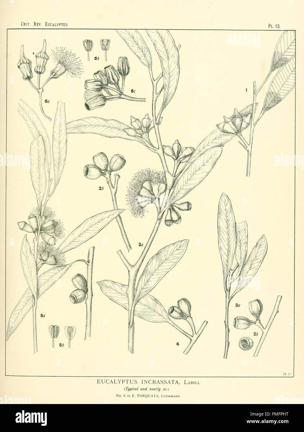 Plate 13 from 'A Critical Revision of the Genus Eucalyptus' presents ...