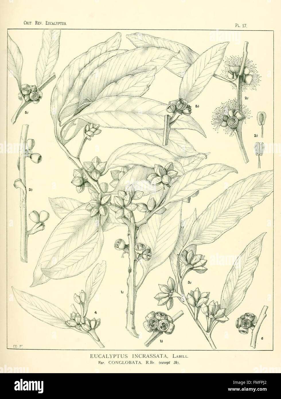 This plate from 'A Critical Revision of the Genus Eucalyptus' provides ...