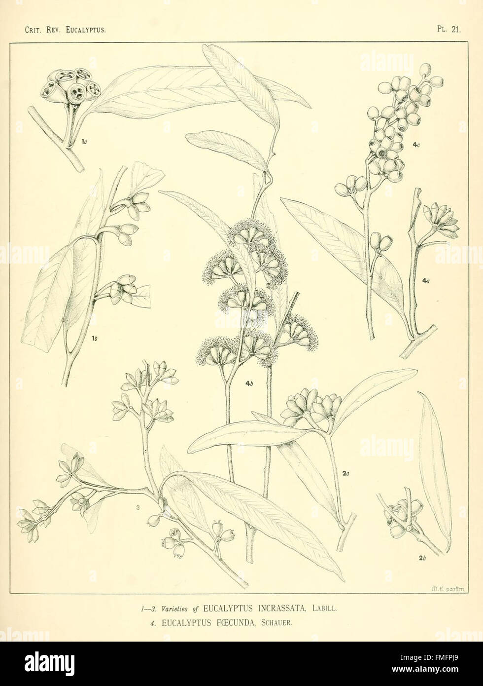 Plate 21 from 'A Critical Revision of the Genus Eucalyptus' offers a ...