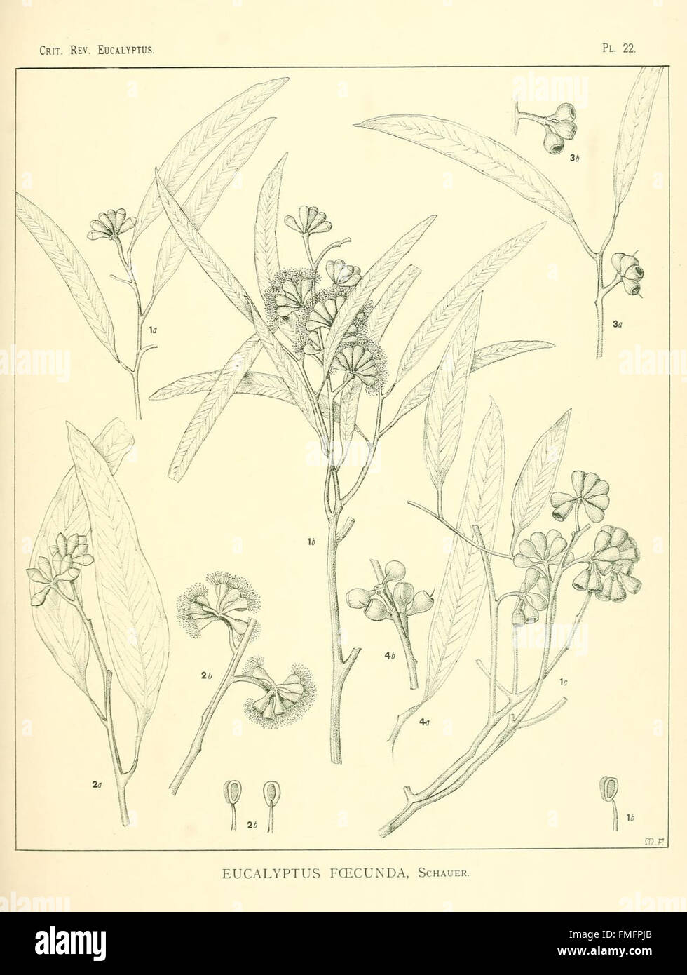 'A Critical Revision of the Genus Eucalyptus' (Pl. 22) offers a ...