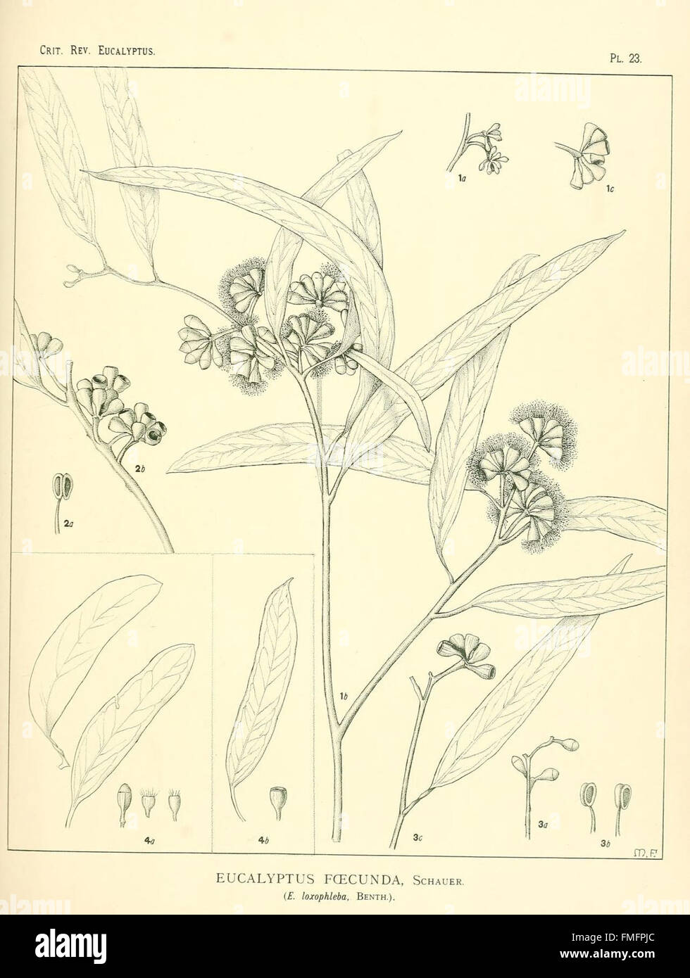 Plate 23 from 'A Critical Revision of the Genus Eucalyptus' presents ...