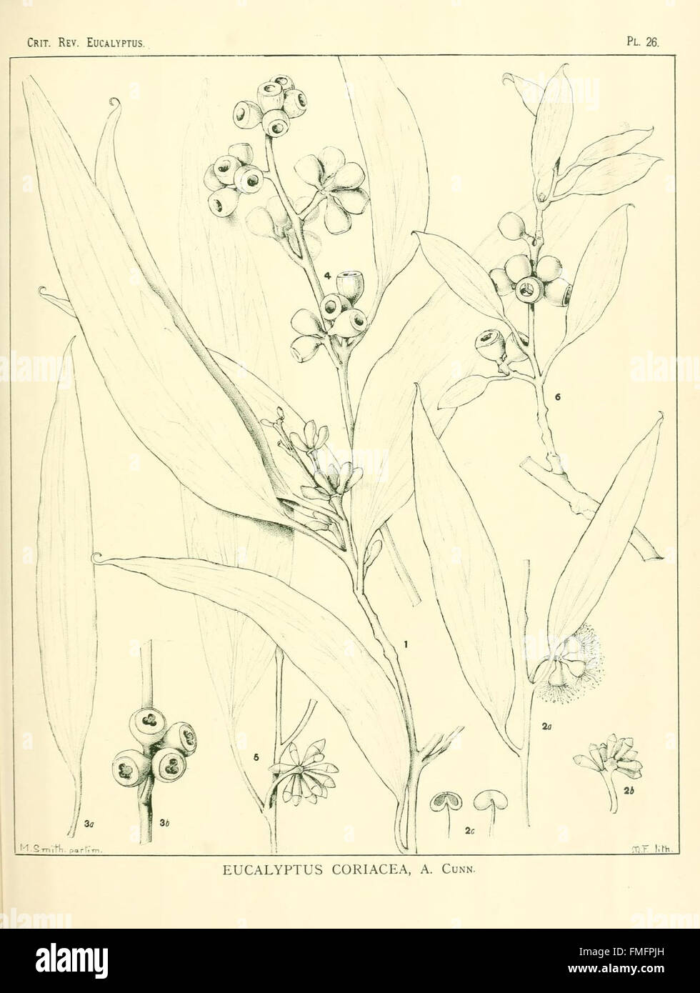 Plate 26 from the 'Critical Revision of the Genus Eucalyptus' offers an ...