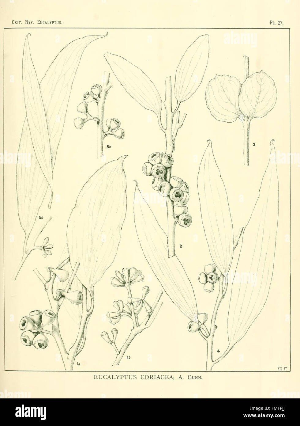 This botanical work presents a critical revision of the genus ...