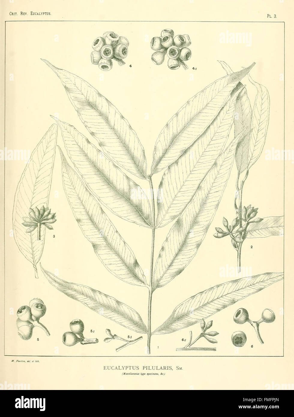 This work presents a detailed revision of the genus *Eucalyptus ...