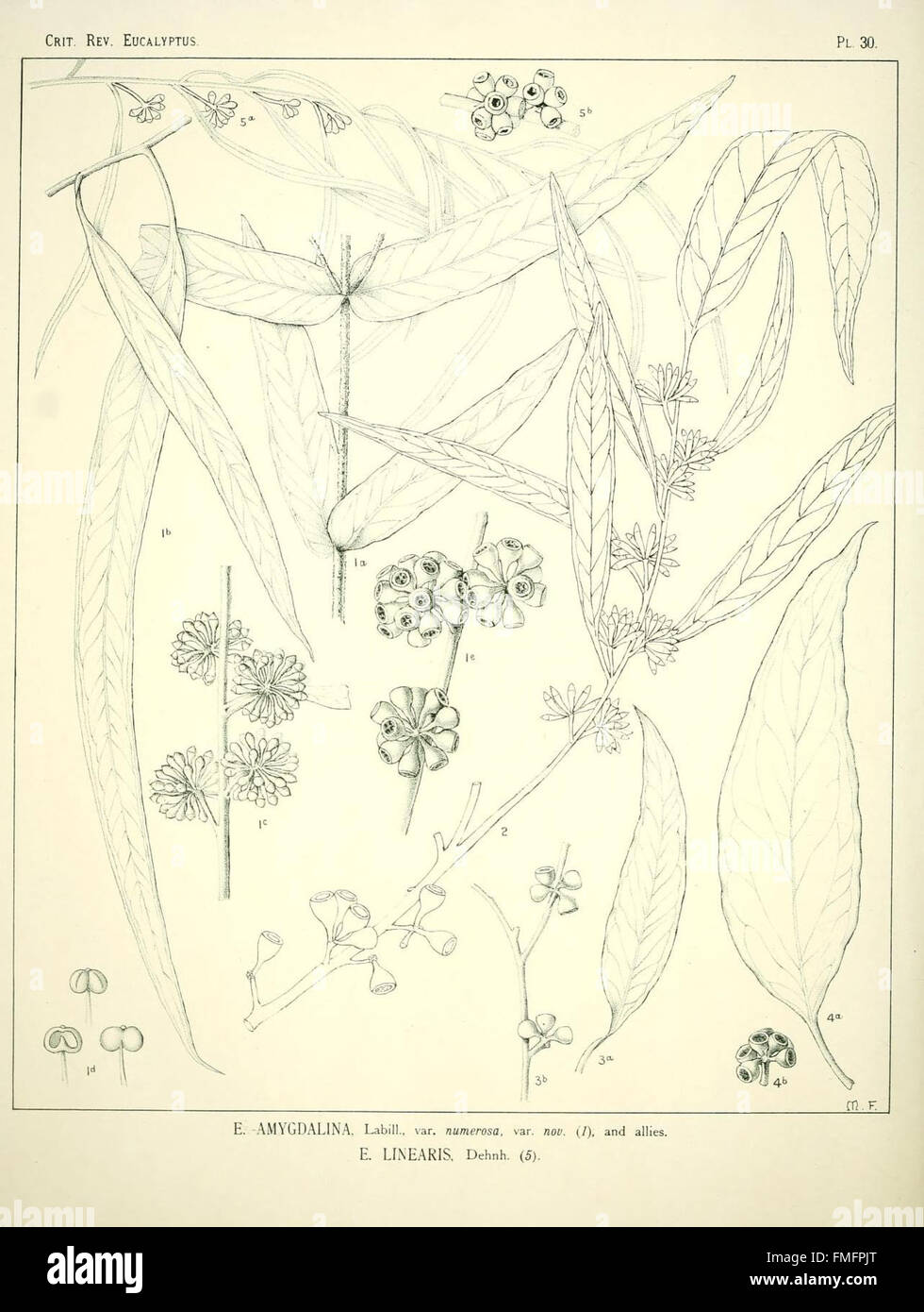 Plate 30 in 'A Critical Revision of the Genus Eucalyptus' provides an ...