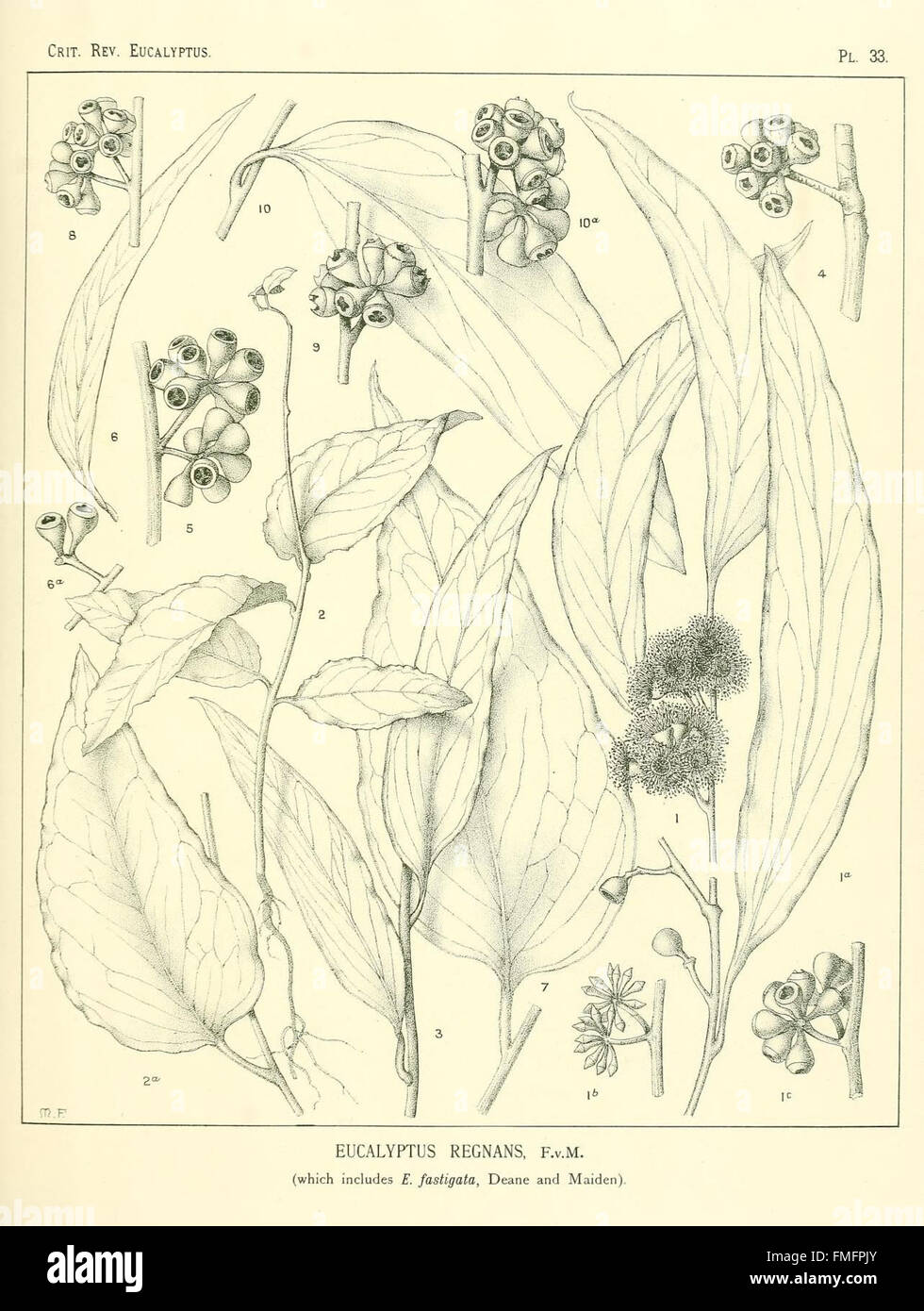 Plate 33 from 'A Critical Revision of the Genus Eucalyptus' presents a ...