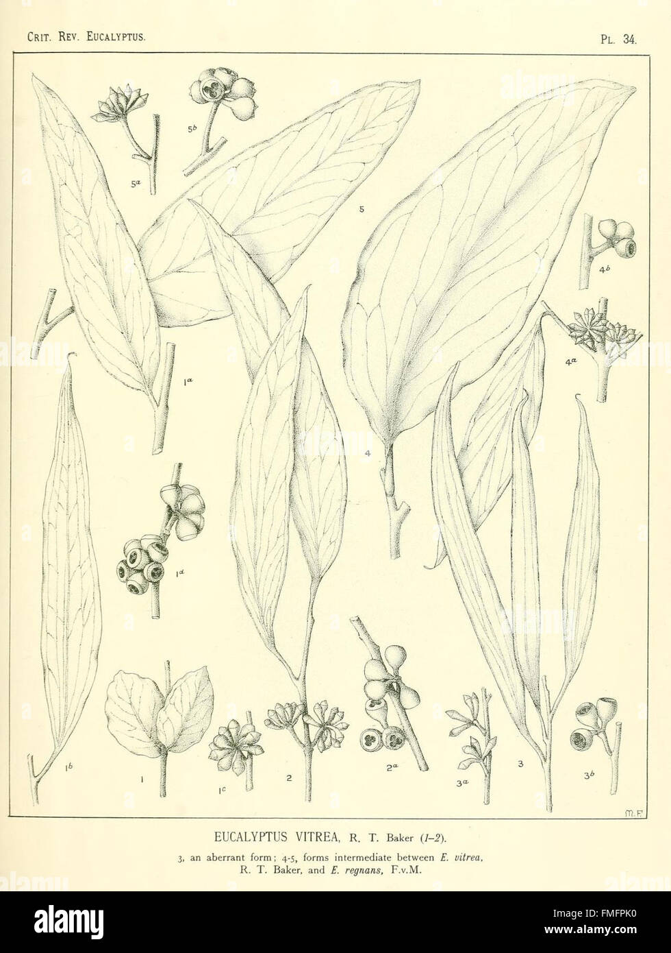 Plate 34 from 'A Critical Revision of the Genus Eucalyptus' features ...