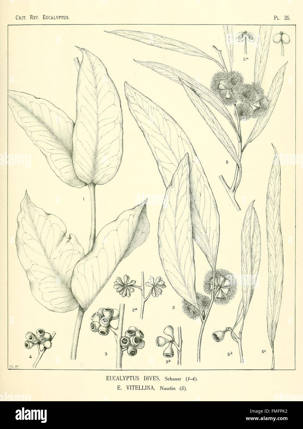 A comprehensive review of the genus *Eucalyptus*, featuring an ...