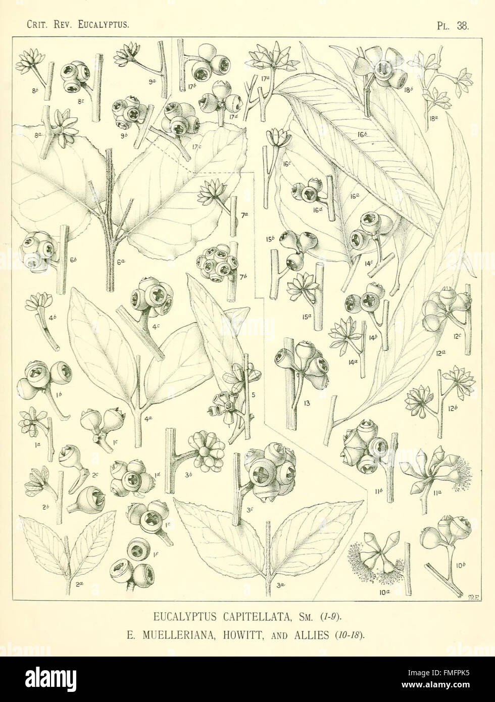 This plate offers a comprehensive revision of the genus Eucalyptus ...