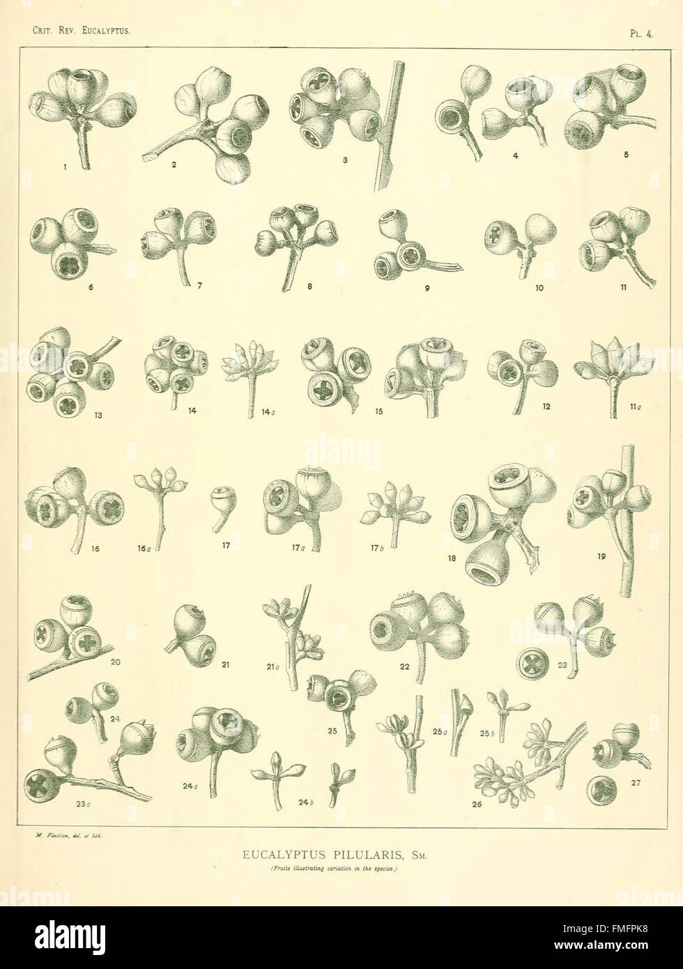 Plate 4 from a critical revision of the Eucalyptus genus, showcasing ...