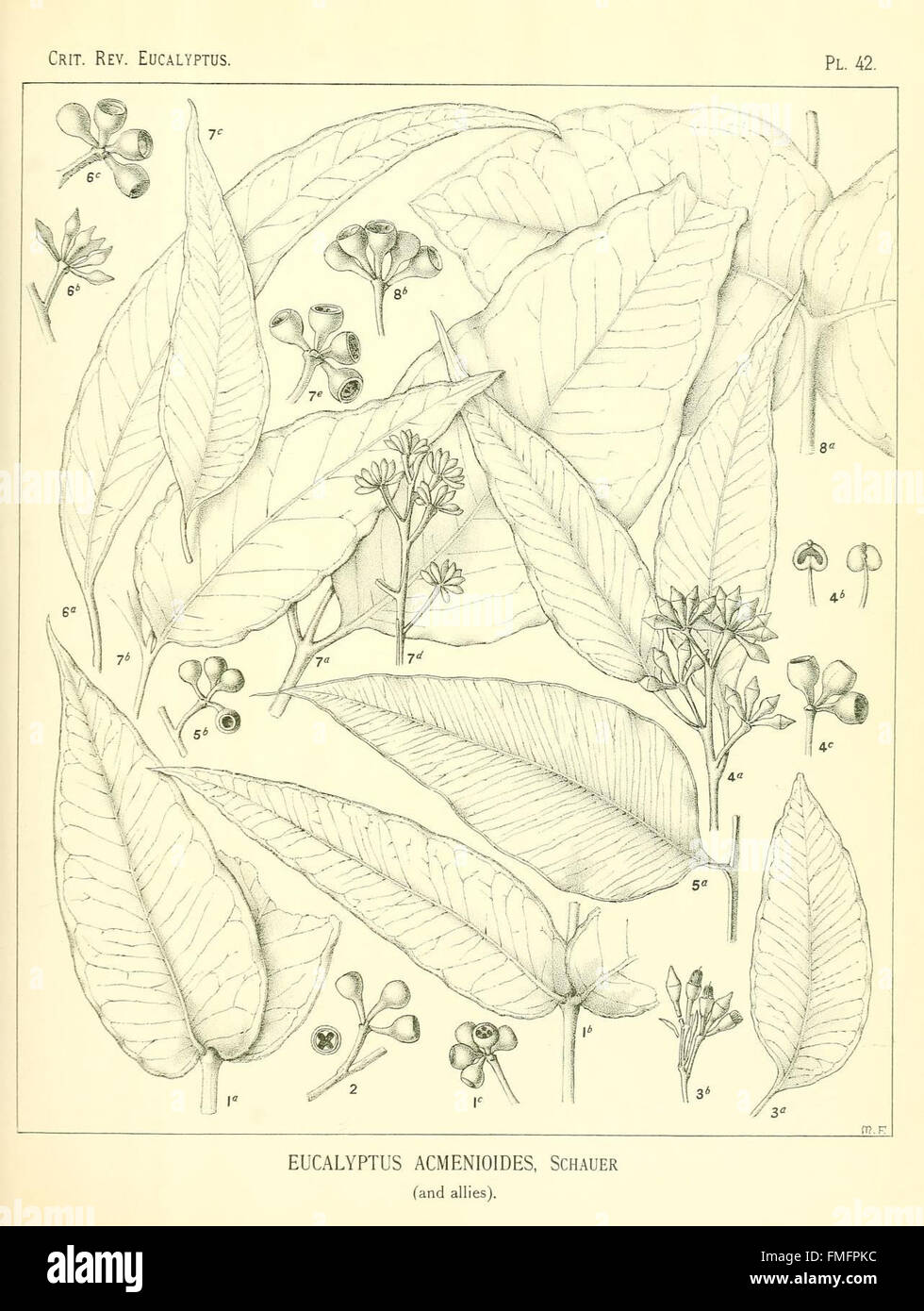 Plate 42 from 'A Critical Revision of the Genus Eucalyptus' provides ...