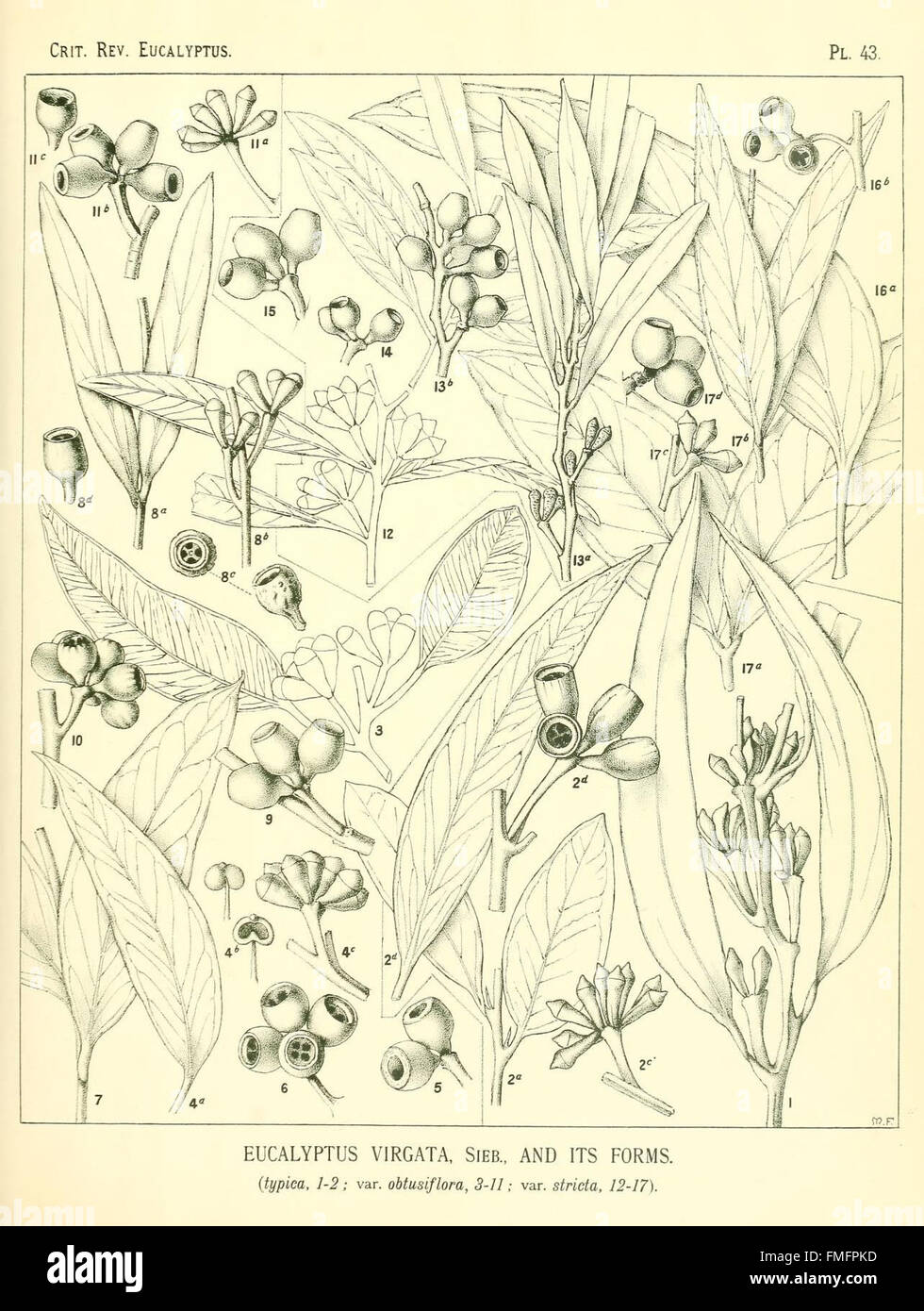 Plate 43 from 'A Critical Revision of the Genus Eucalyptus' presents ...