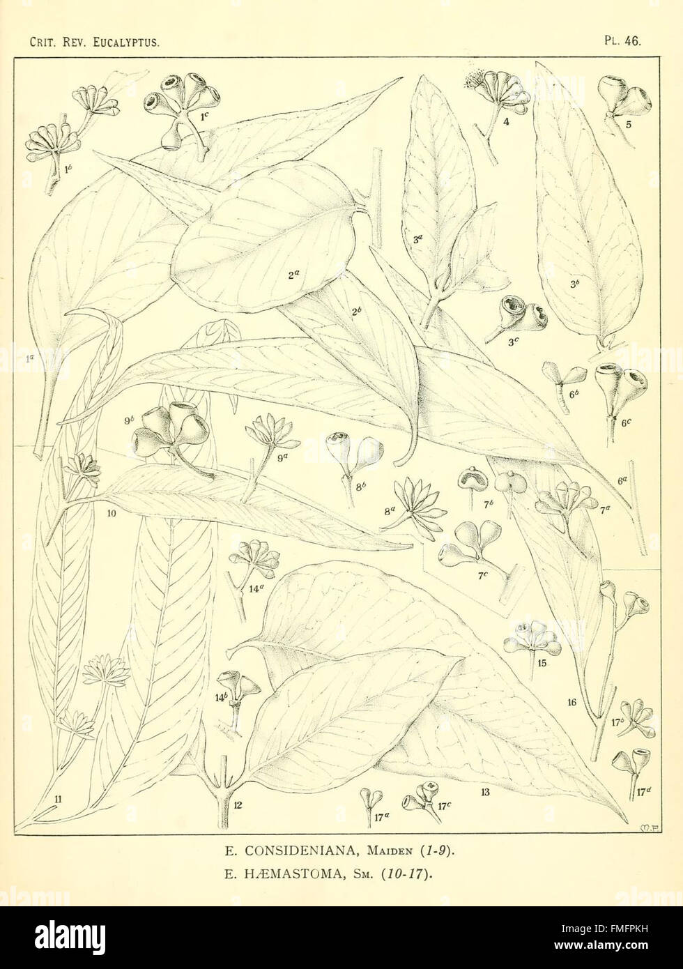 Plate 46 from 'A Critical Revision of the Genus Eucalyptus' illustrates ...