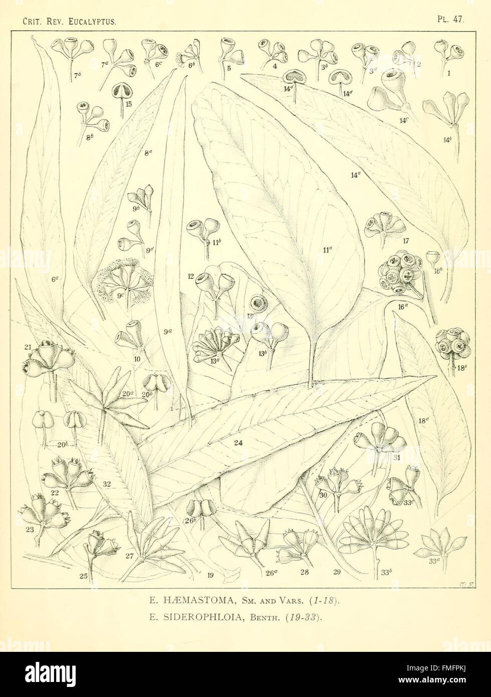 Plate 47 of 'A Critical Revision of the Genus Eucalyptus' presents ...