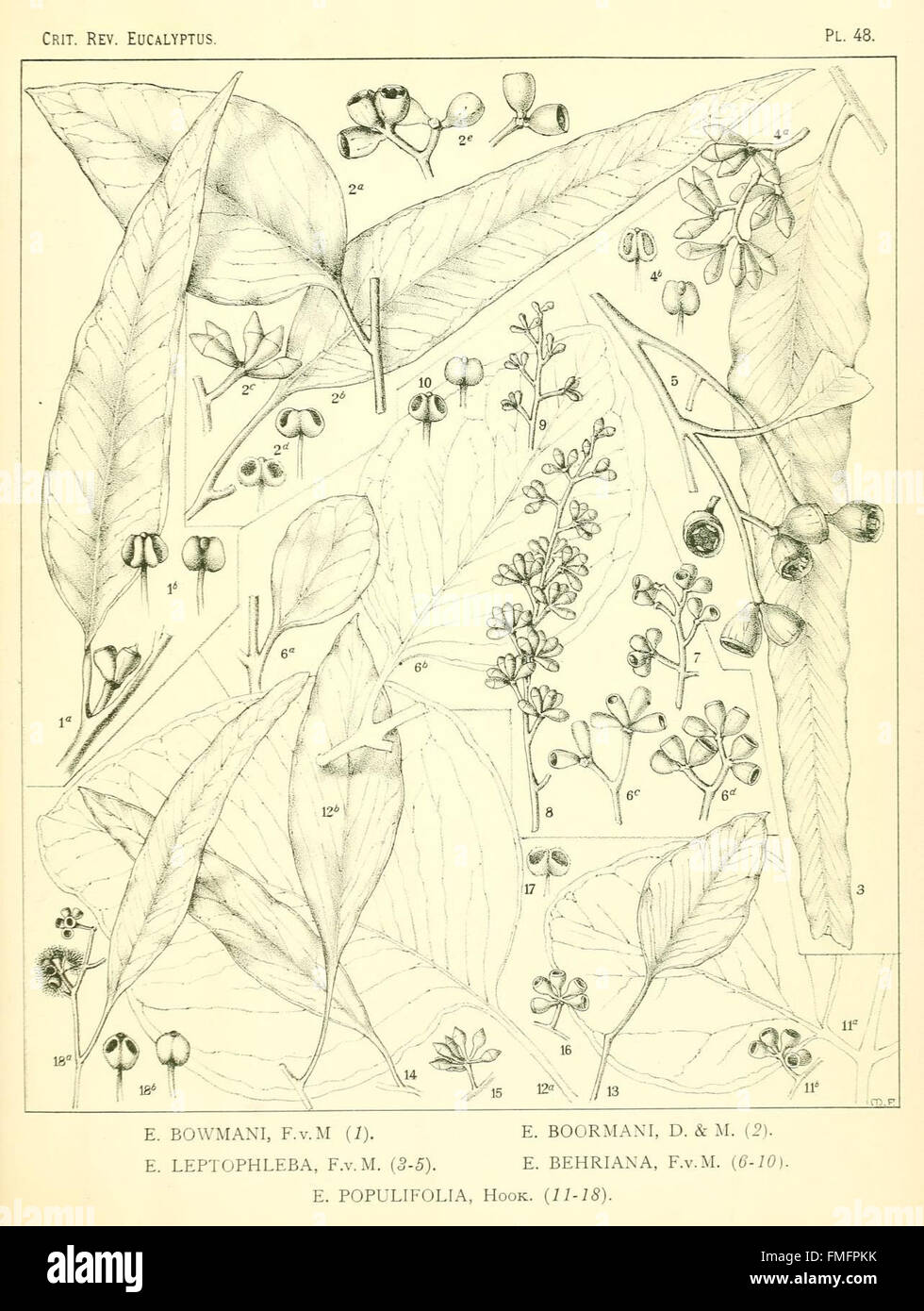 Plate 48 from 'A Critical Revision of the Genus Eucalyptus' presents ...