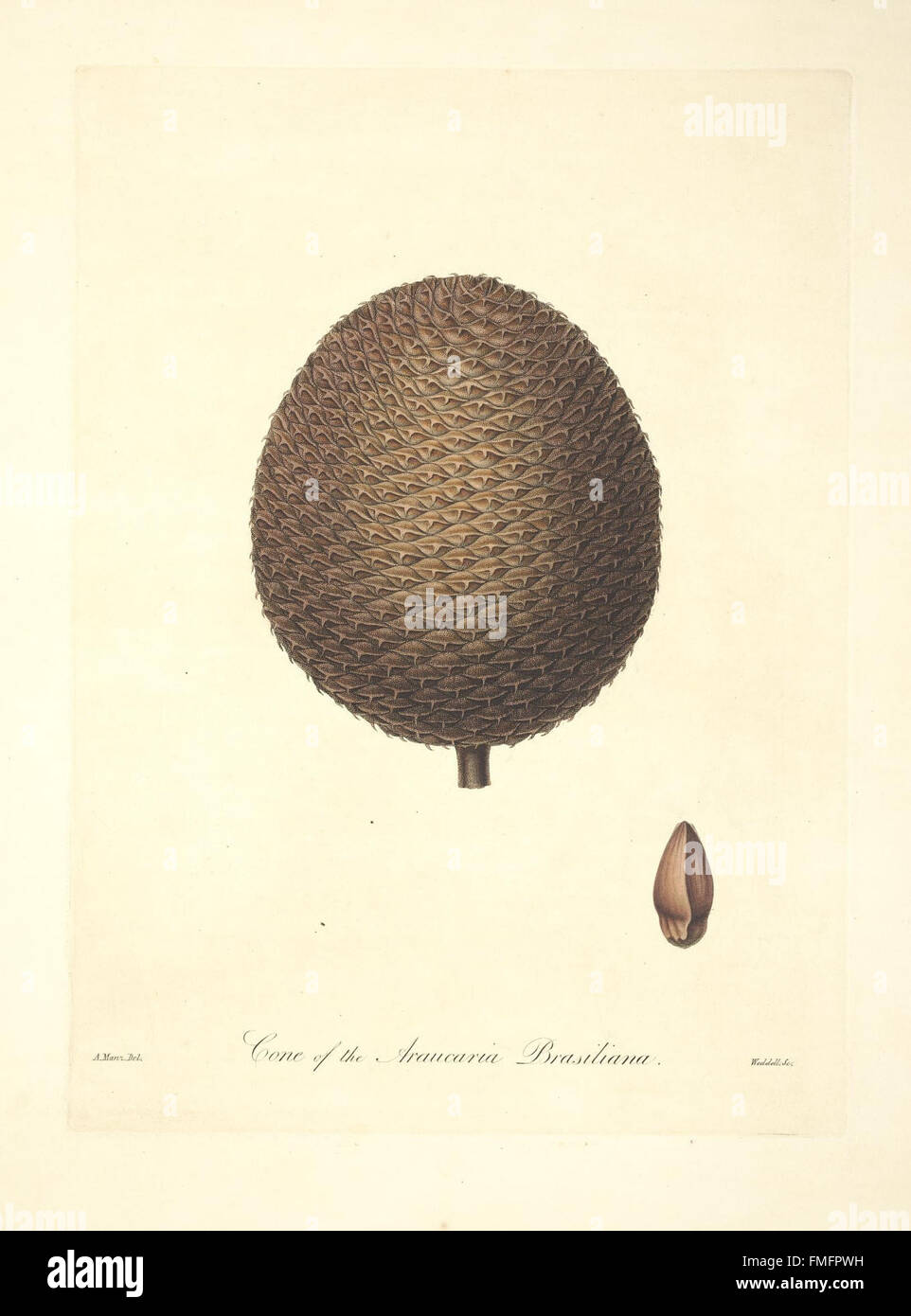 *A Description of the Genus Pinus* offers a comprehensive review of the ...