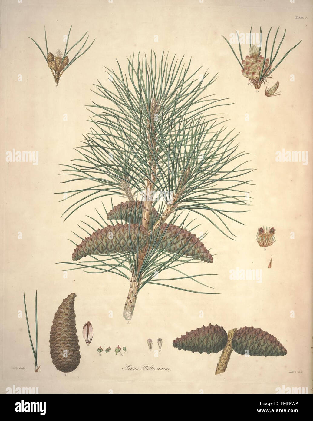 Tab. 1 from *A Description of the Genus Pinus* provides detailed illustrations and descriptions ...