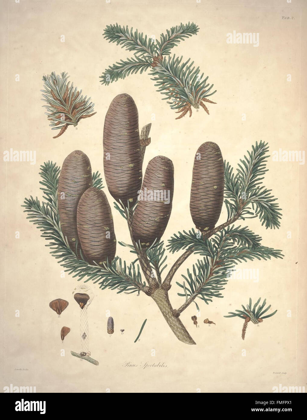 Description of the genus pinus hi-res stock photography and images - Alamy