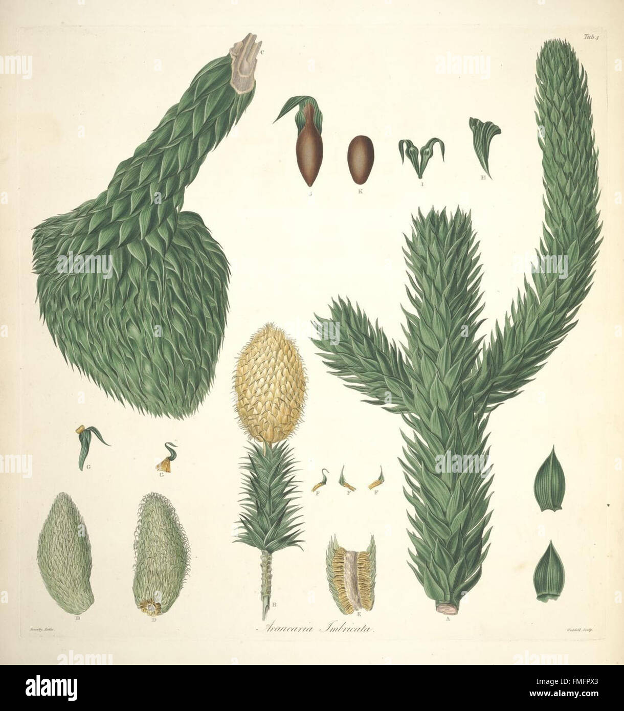 Description of the genus pinus hi-res stock photography and images - Alamy