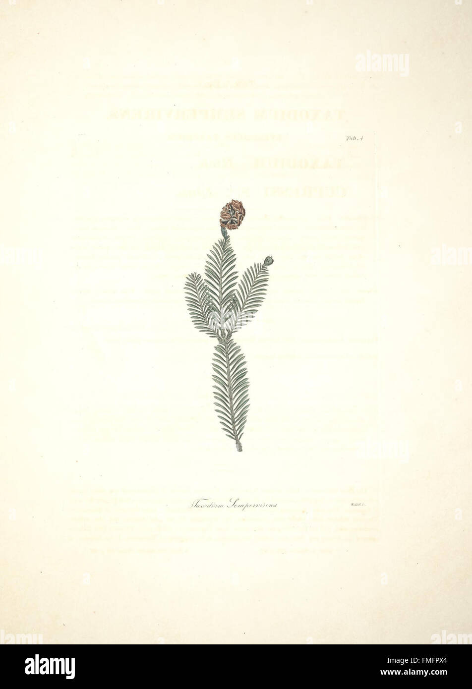 This plate illustrates various species within the Pinus genus, focusing ...