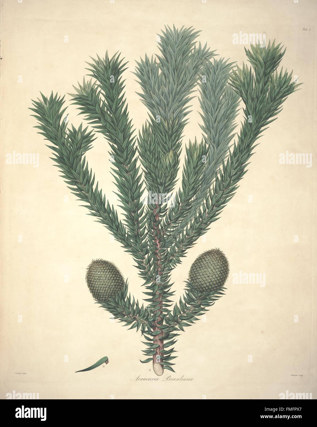 Description of the genus pinus hi-res stock photography and images - Alamy
