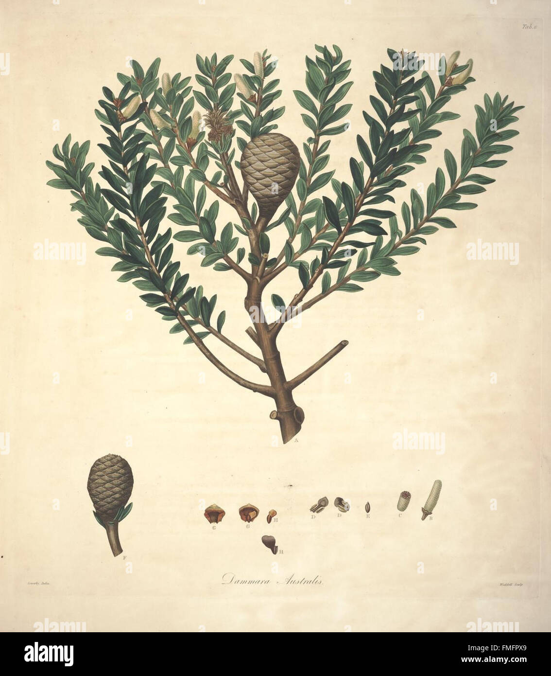 Plate 6 from a description of the genus Pinus, detailing various ...