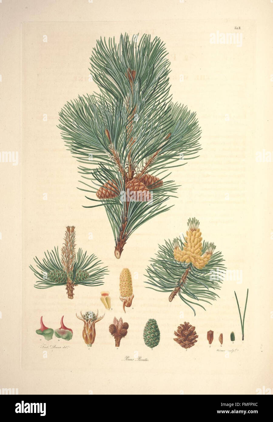 Tab. II in 'A Description of the Genus Pinus' presents a detailed ...
