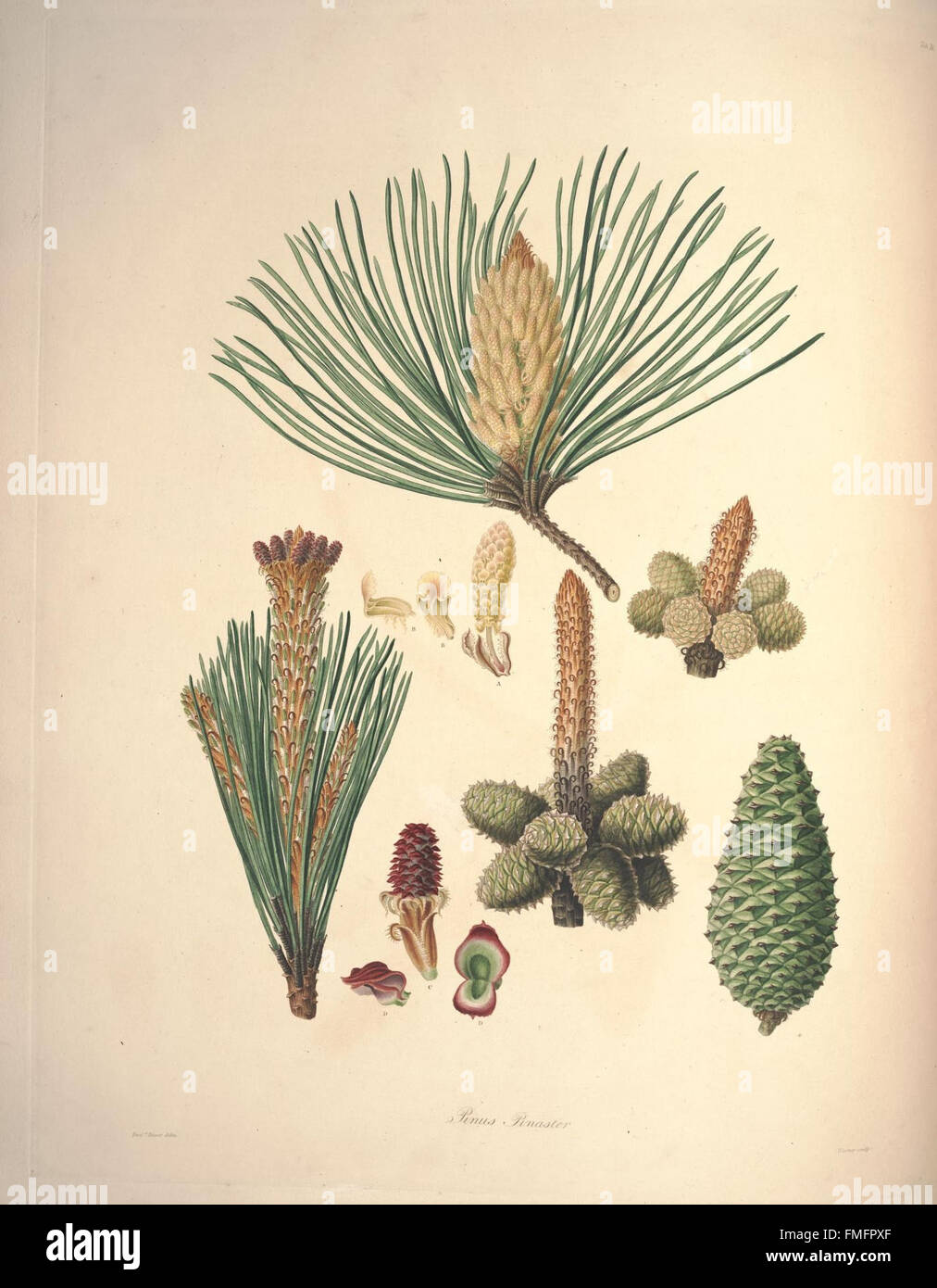A description of the genus Pinus (Tab. IV Stock Photo - Alamy