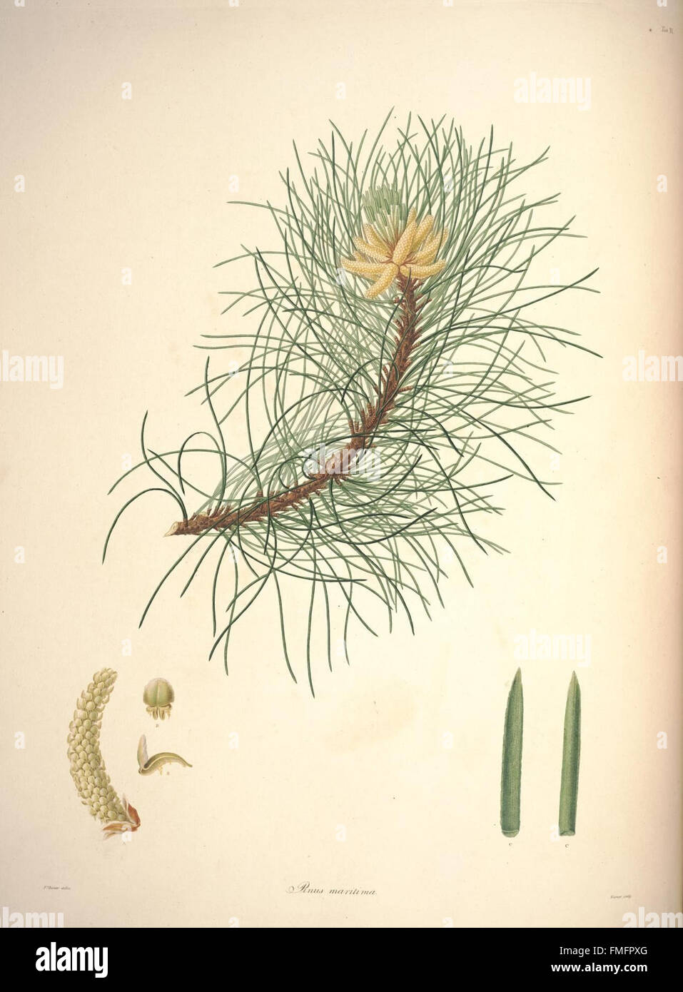 This plate provides a detailed description and classification of the ...