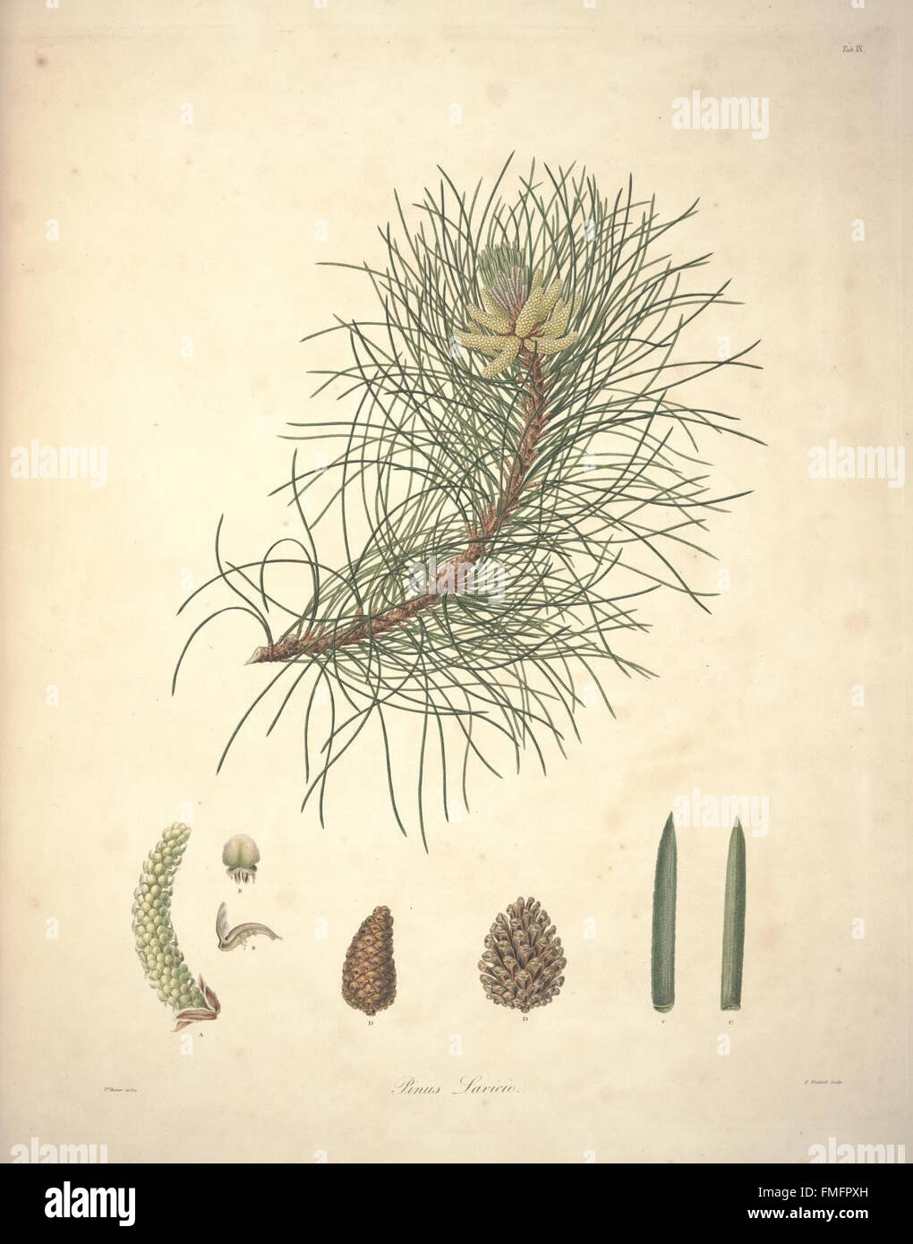 Table IX from 'A Description of the Genus Pinus' illustrates various ...
