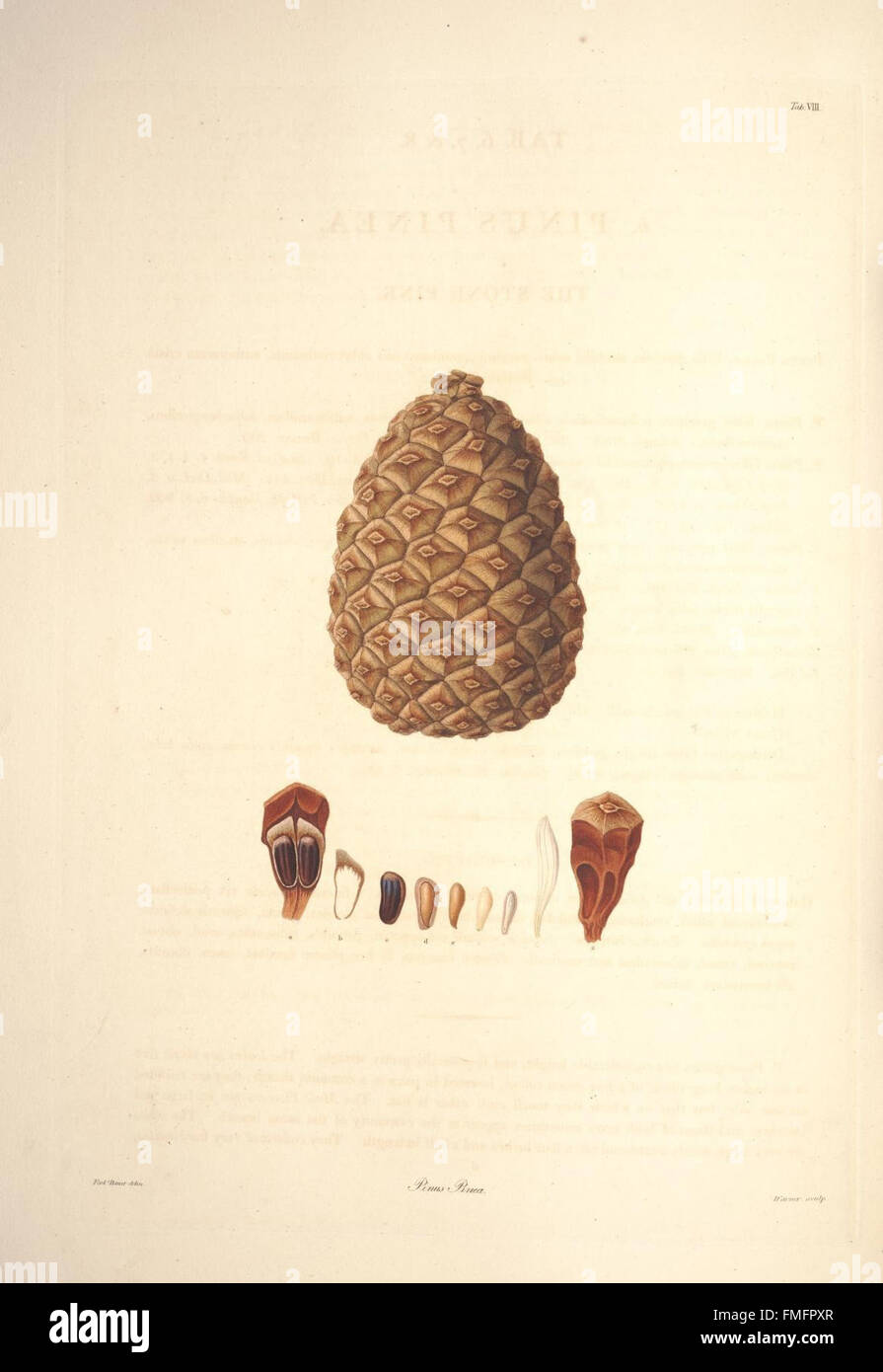 This work provides a detailed description of the genus *Pinus ...