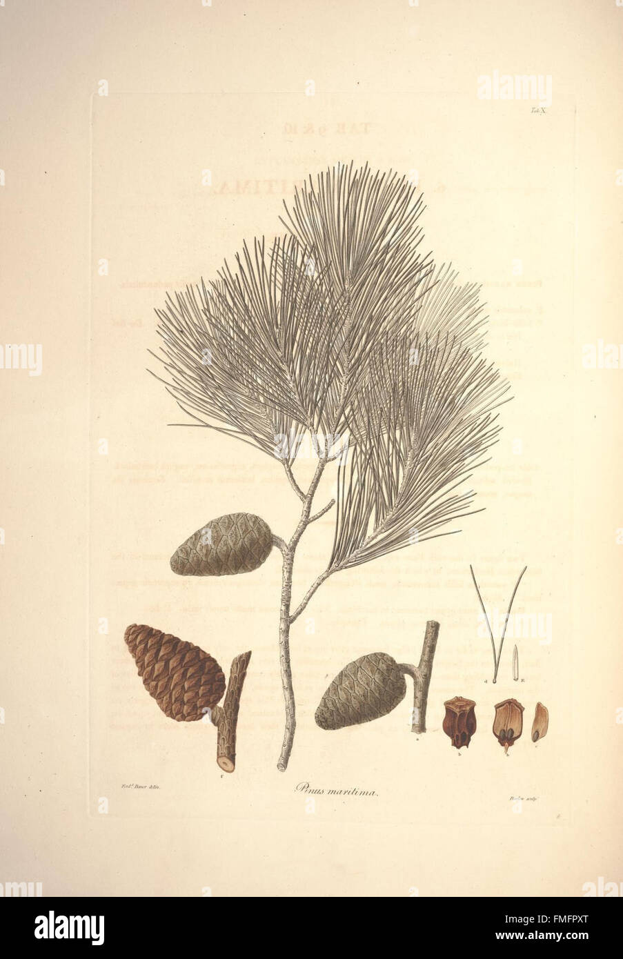 *A Description of the Genus Pinus* (Tab. X) provides a comprehensive ...