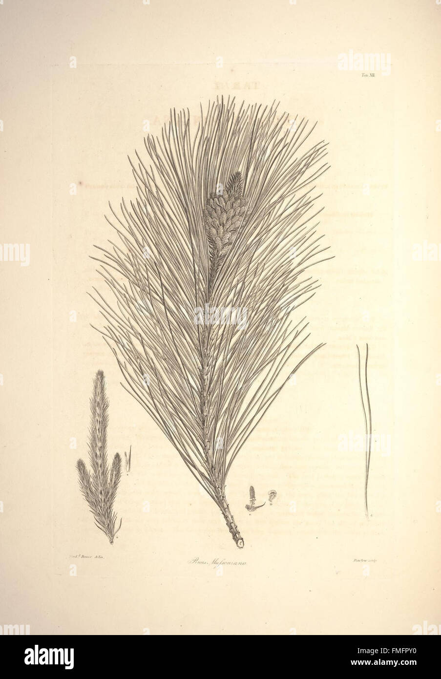 Tab. XII from 'A Description of the Genus Pinus' illustrates various ...