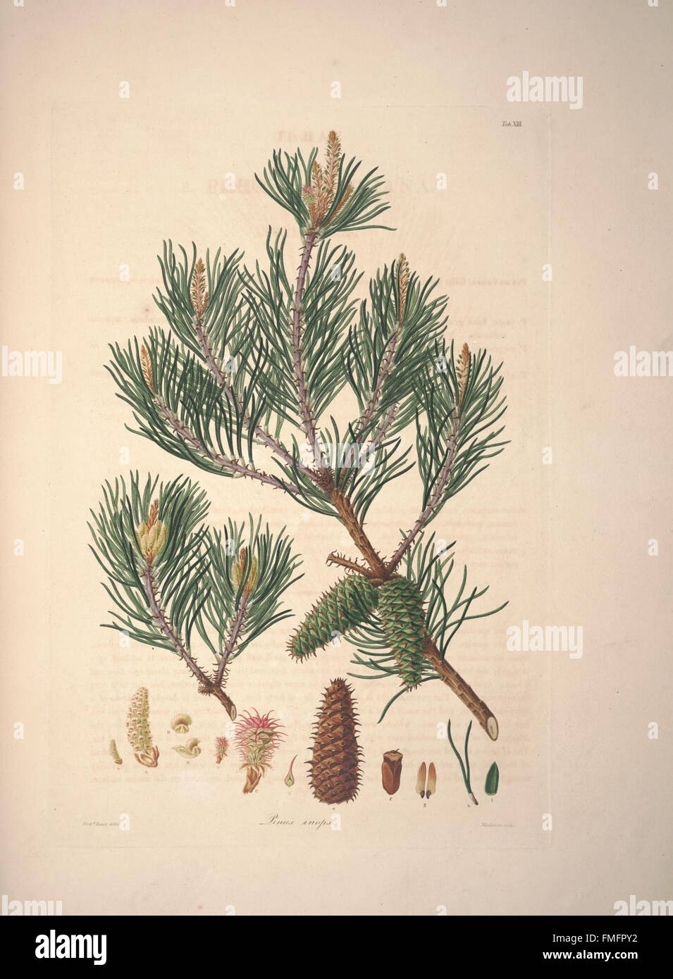 A description of the genus Pinus (Tab. XIII Stock Photo - Alamy