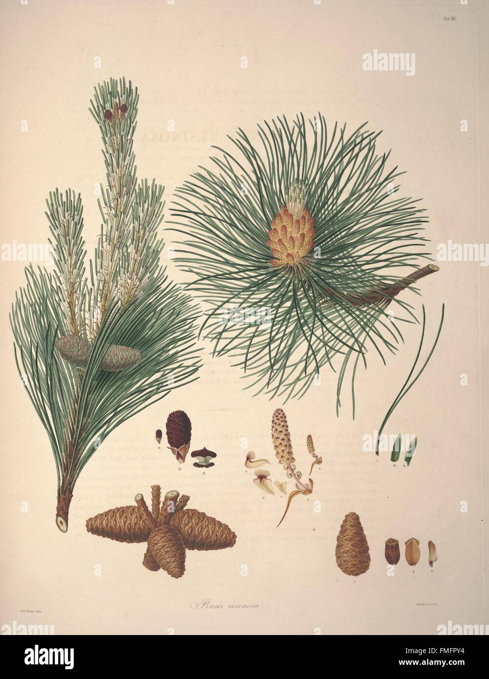 'A Description of the Genus Pinus', Tab. XIV, provides a detailed ...