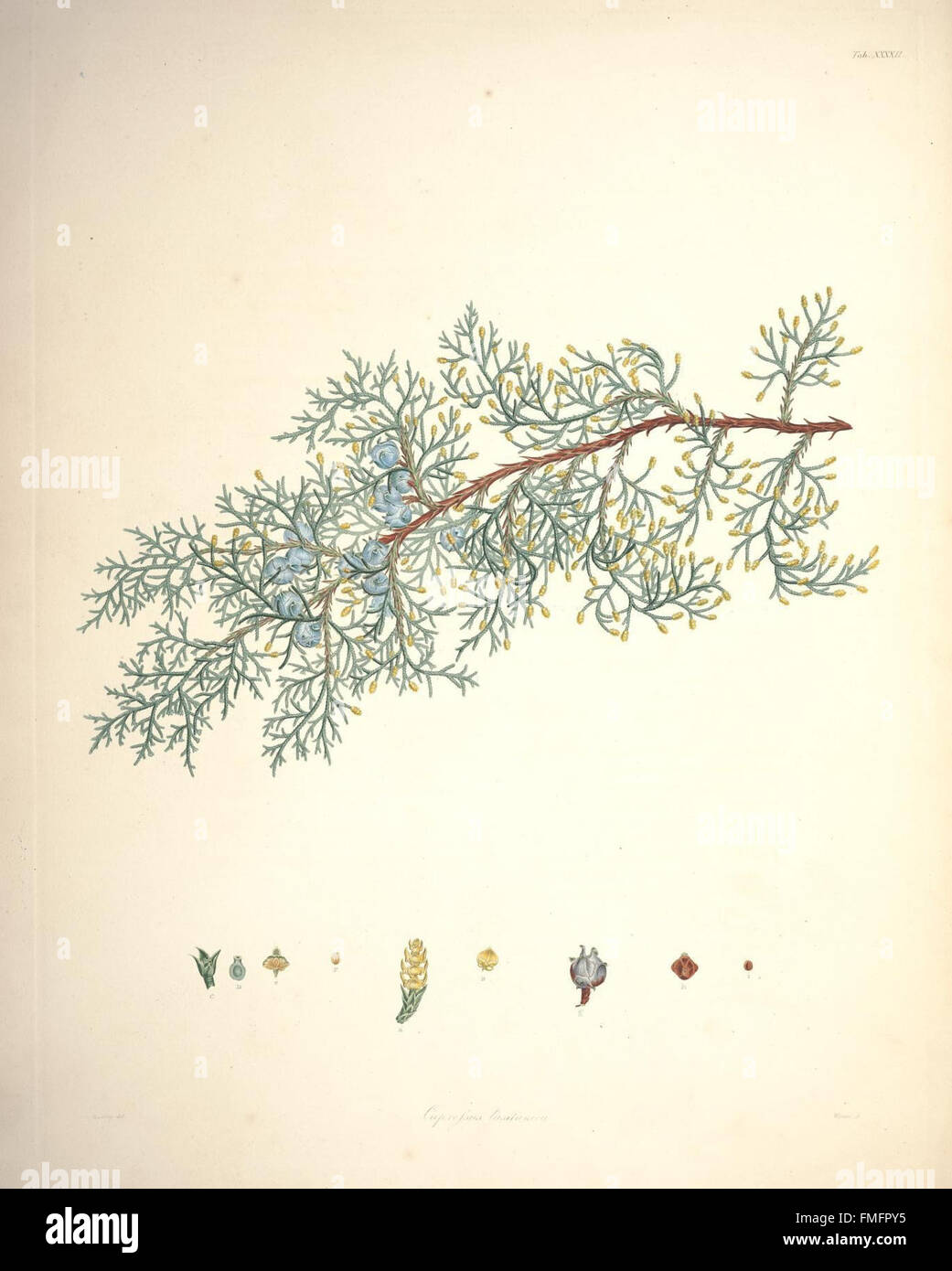 Tab. XLII from 'A Description of the Genus Pinus' illustrates various ...