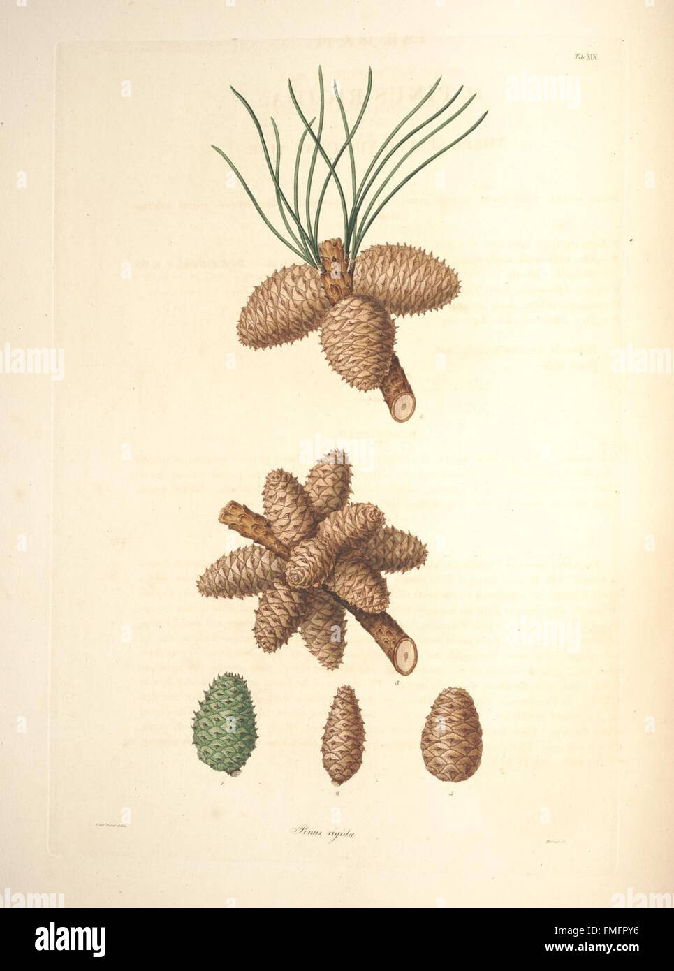 Tab. XIX from 'A Description of the Genus Pinus' illustrates and ...