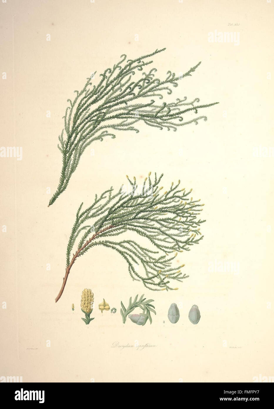 This work offers an in-depth description of the genus Pinus, including ...