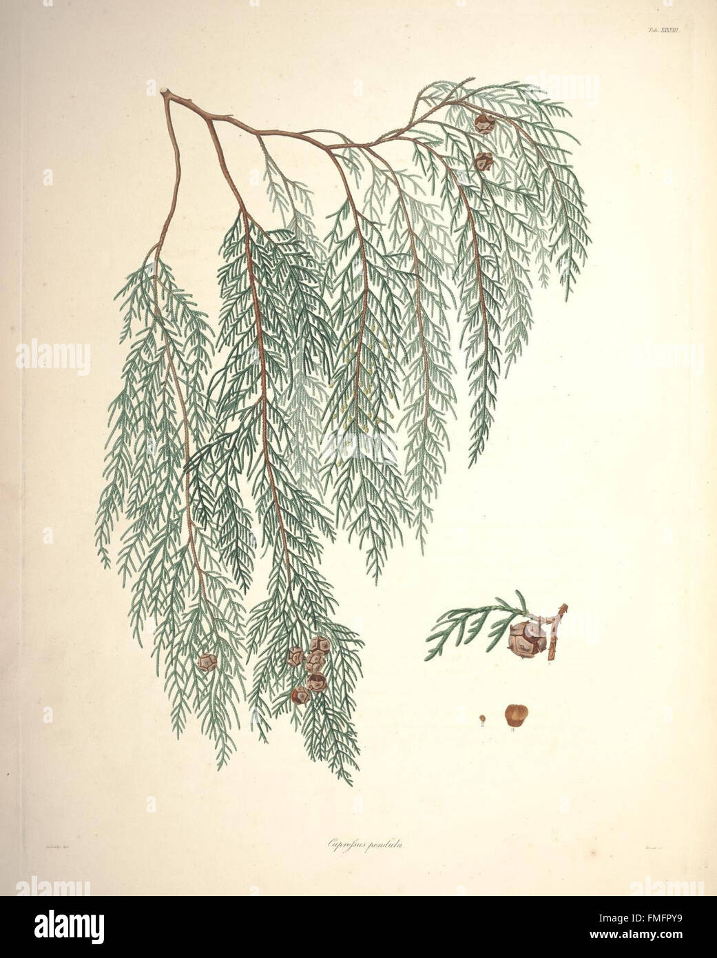 Description of the genus pinus hi-res stock photography and images - Alamy