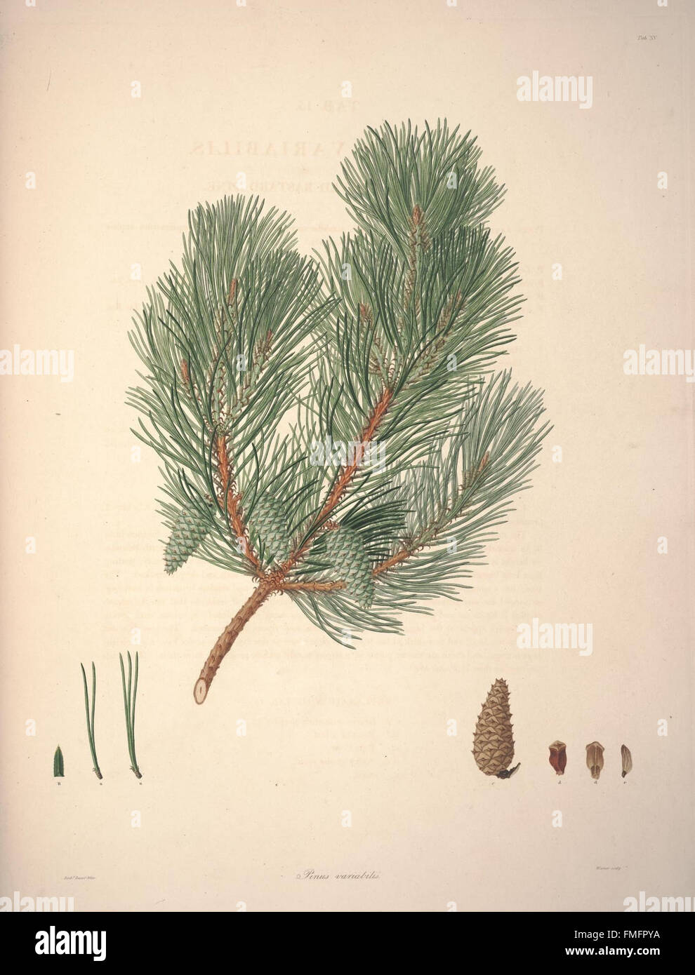 A description of the genus Pinus (Tab. XV Stock Photo - Alamy