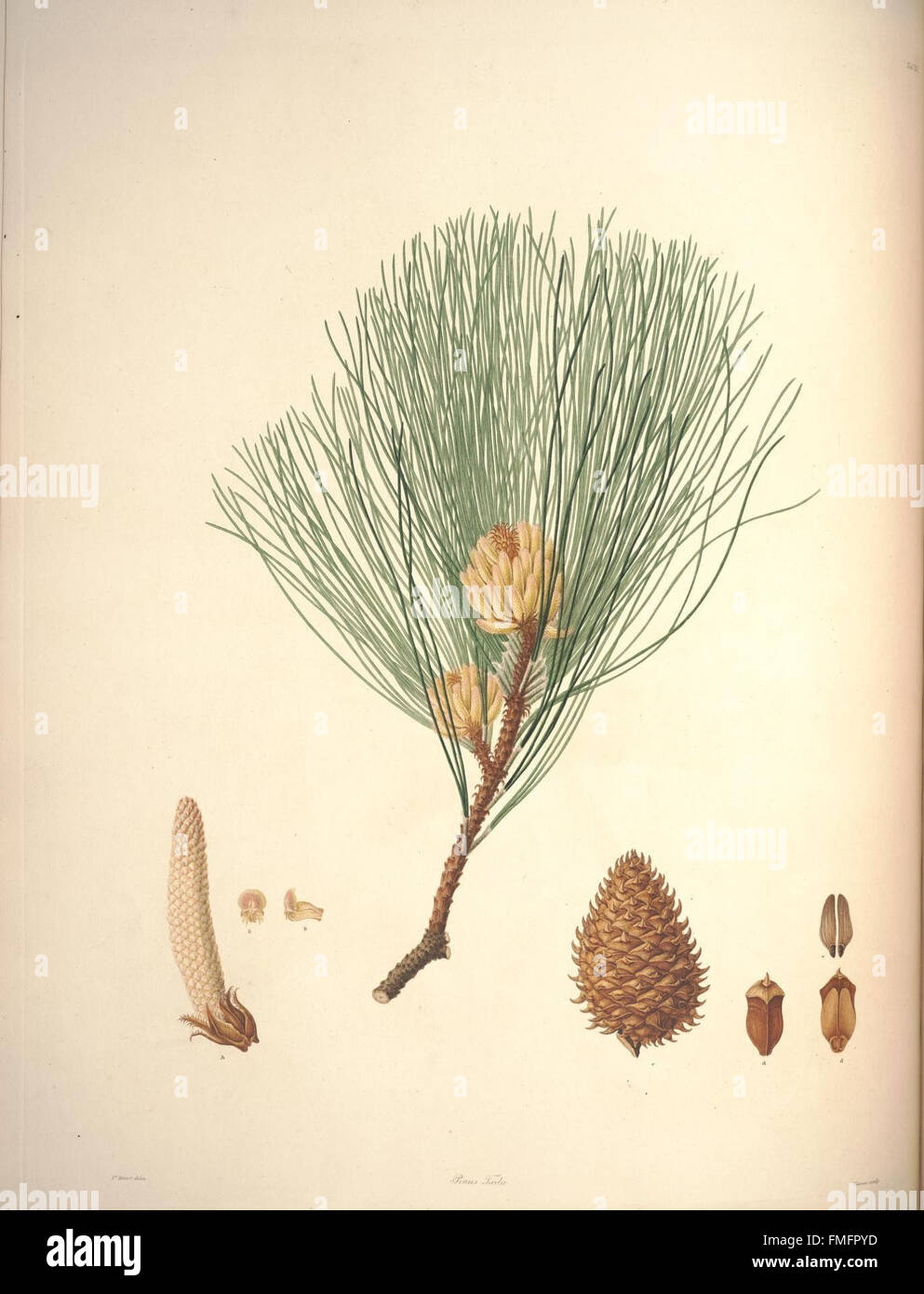 This plate provides an in-depth description and illustration of the ...