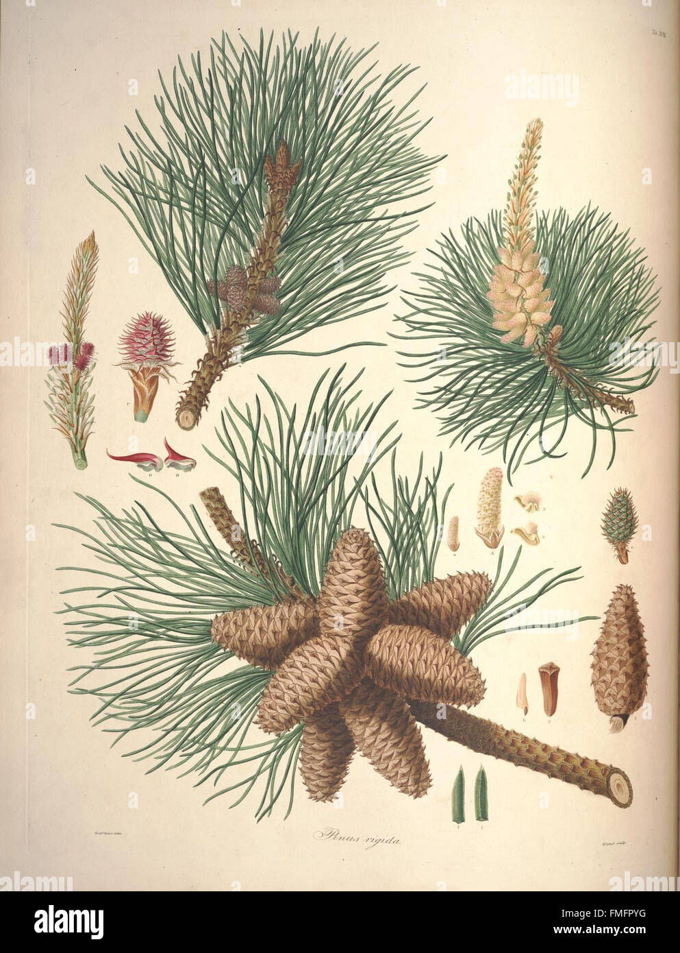 Conifer identification hi-res stock photography and images - Alamy