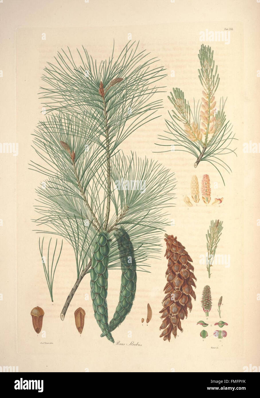A description of the genus Pinus (Tab. XXII Stock Photo - Alamy