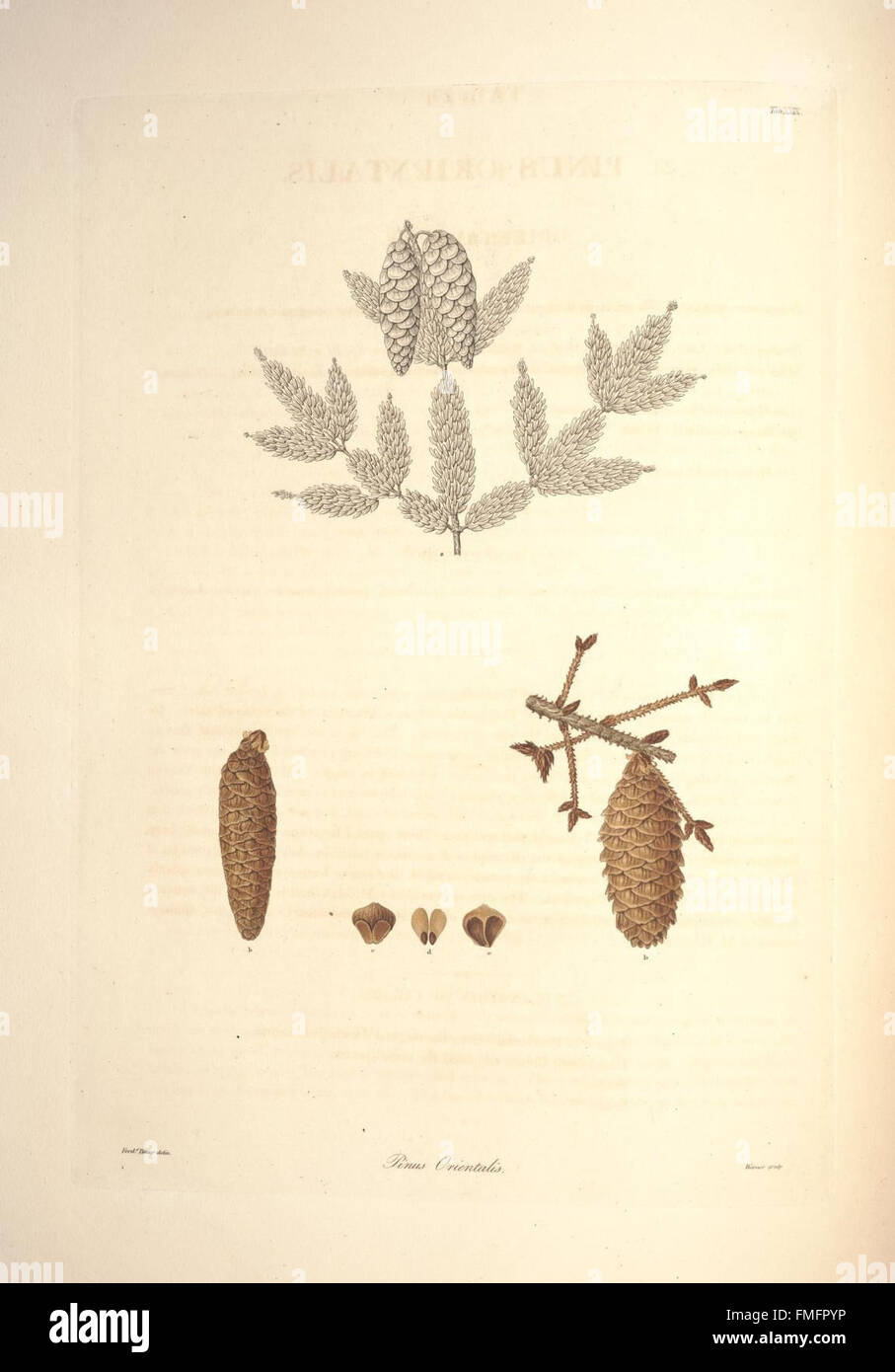 Plate XXIX from *A Description of the Genus Pinus* illustrates various ...