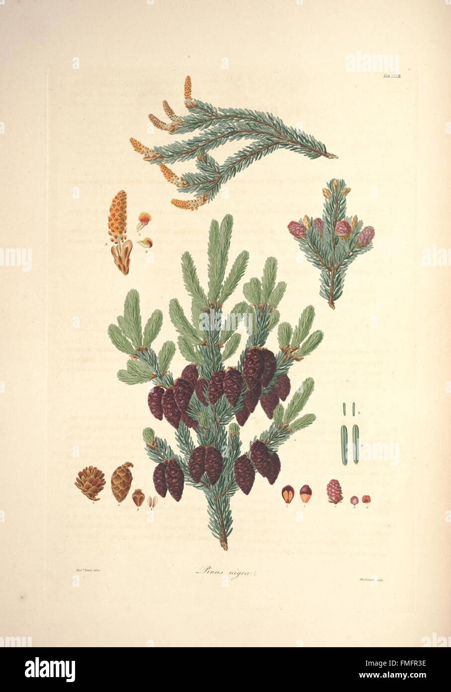 Plate XXVII from 'A Description of the Genus Pinus' by Aylmer Bourke ...